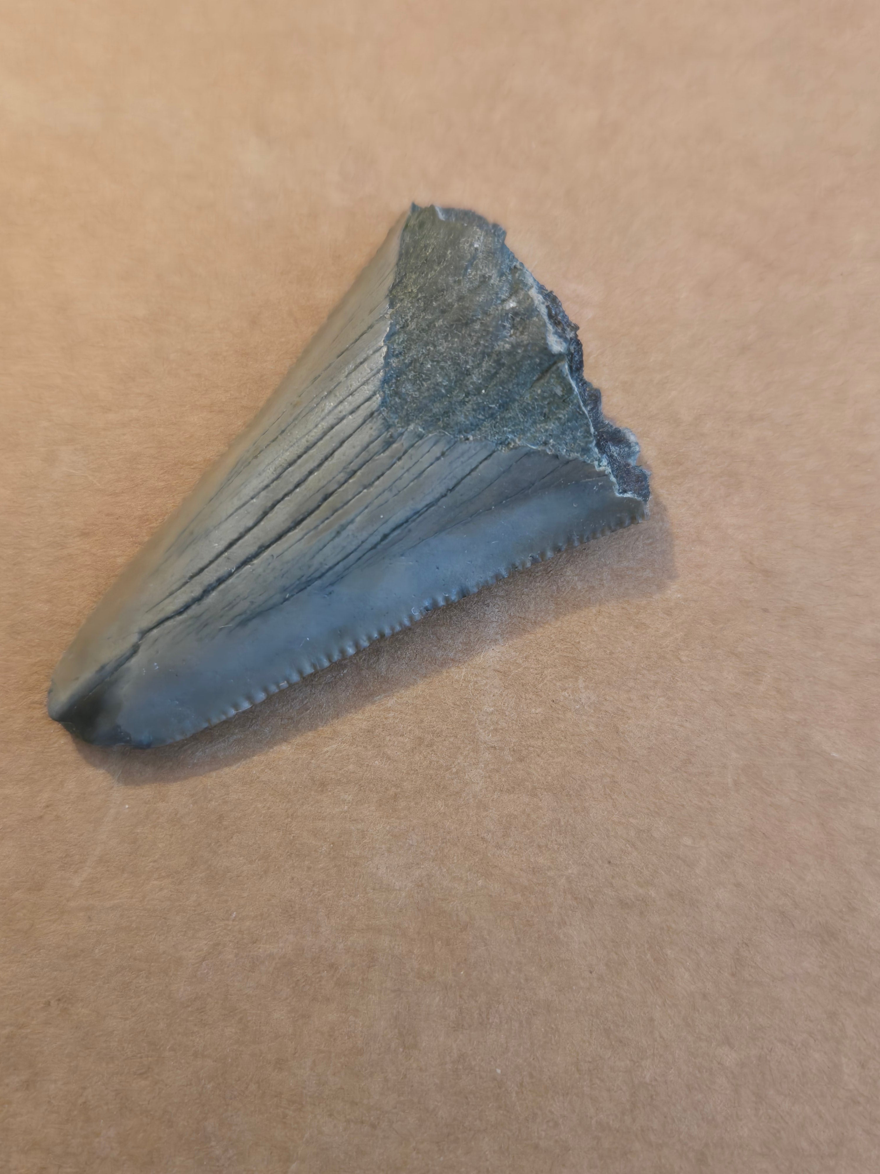 Megalodon shark tooth - Adam's Minerals LLC