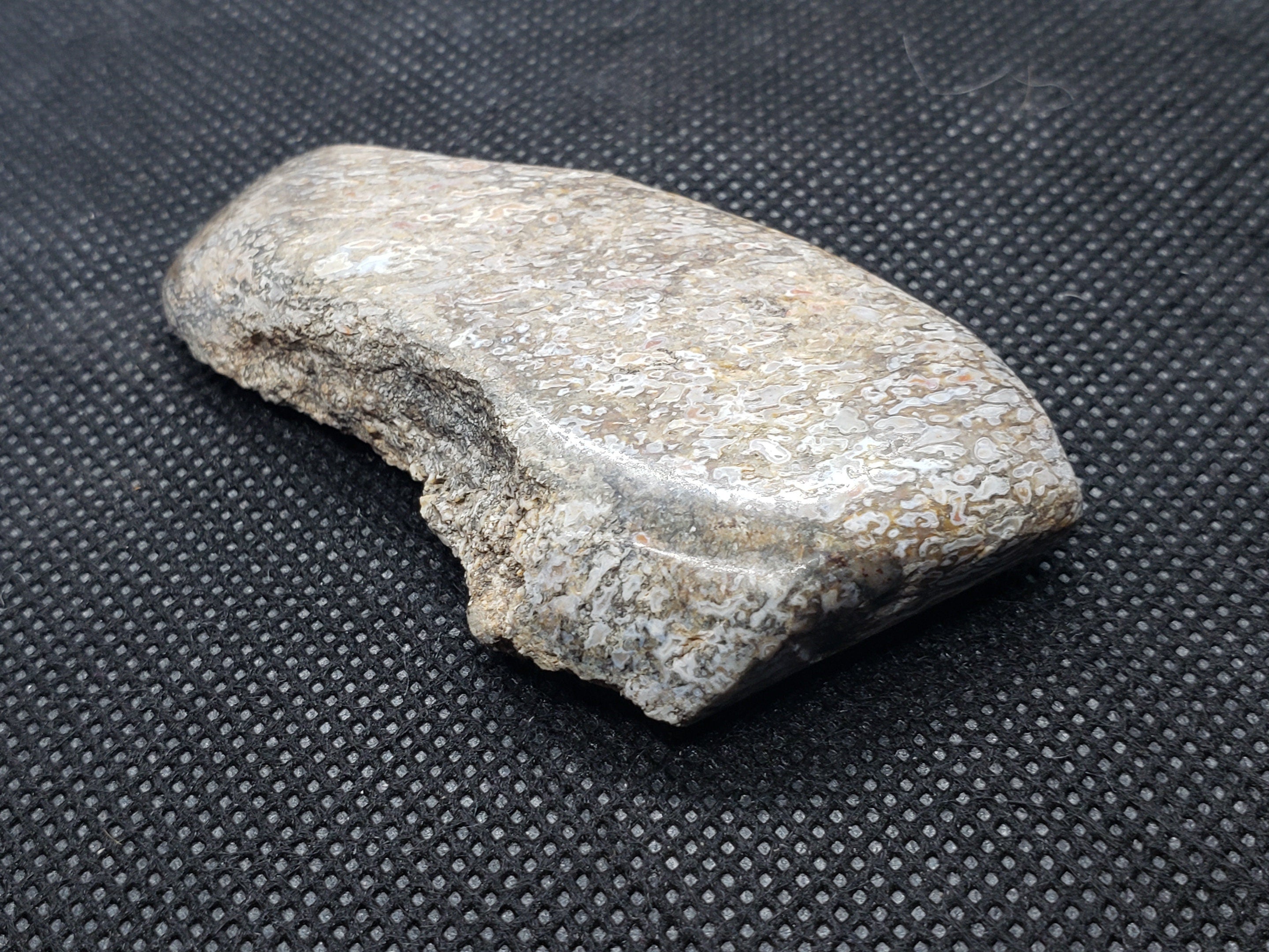 Polished Dinosaur Bone Specimen - Adam's Minerals LLC