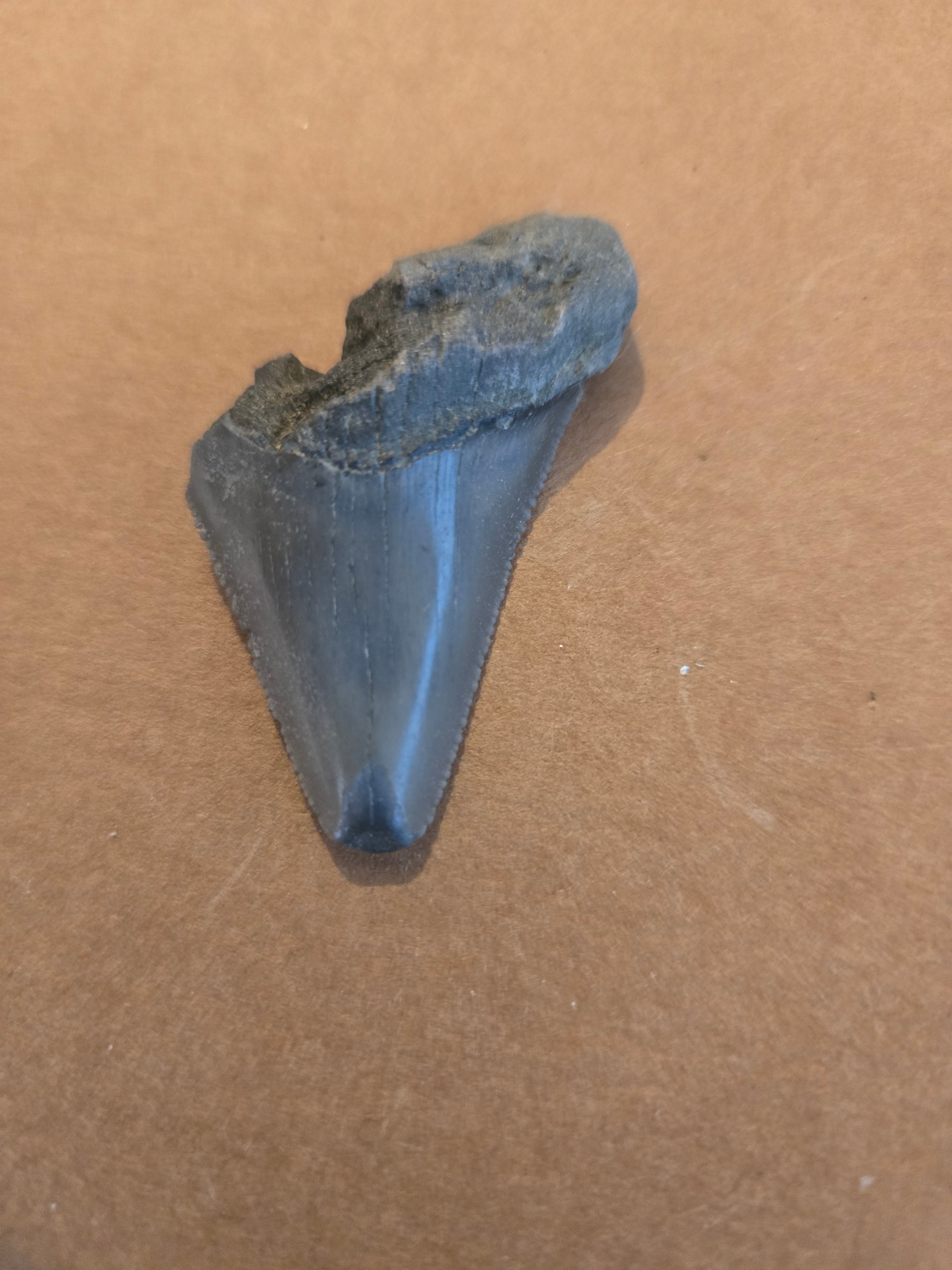 Shark tooth - Adam's Minerals LLC